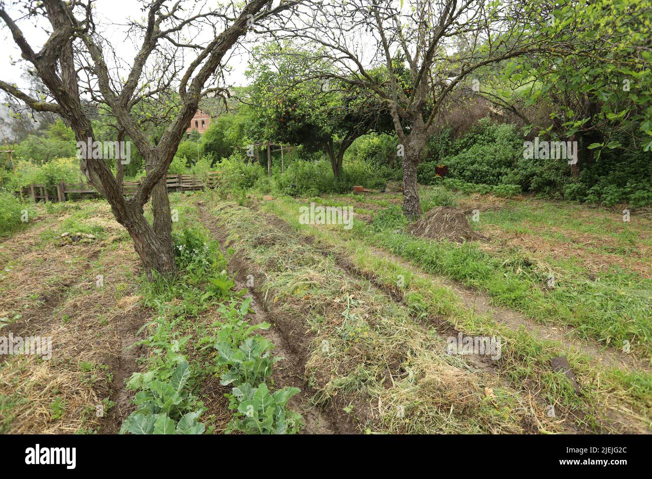 Autumn garden, permaculture field to grow fresh vegetable Stock Photo ...