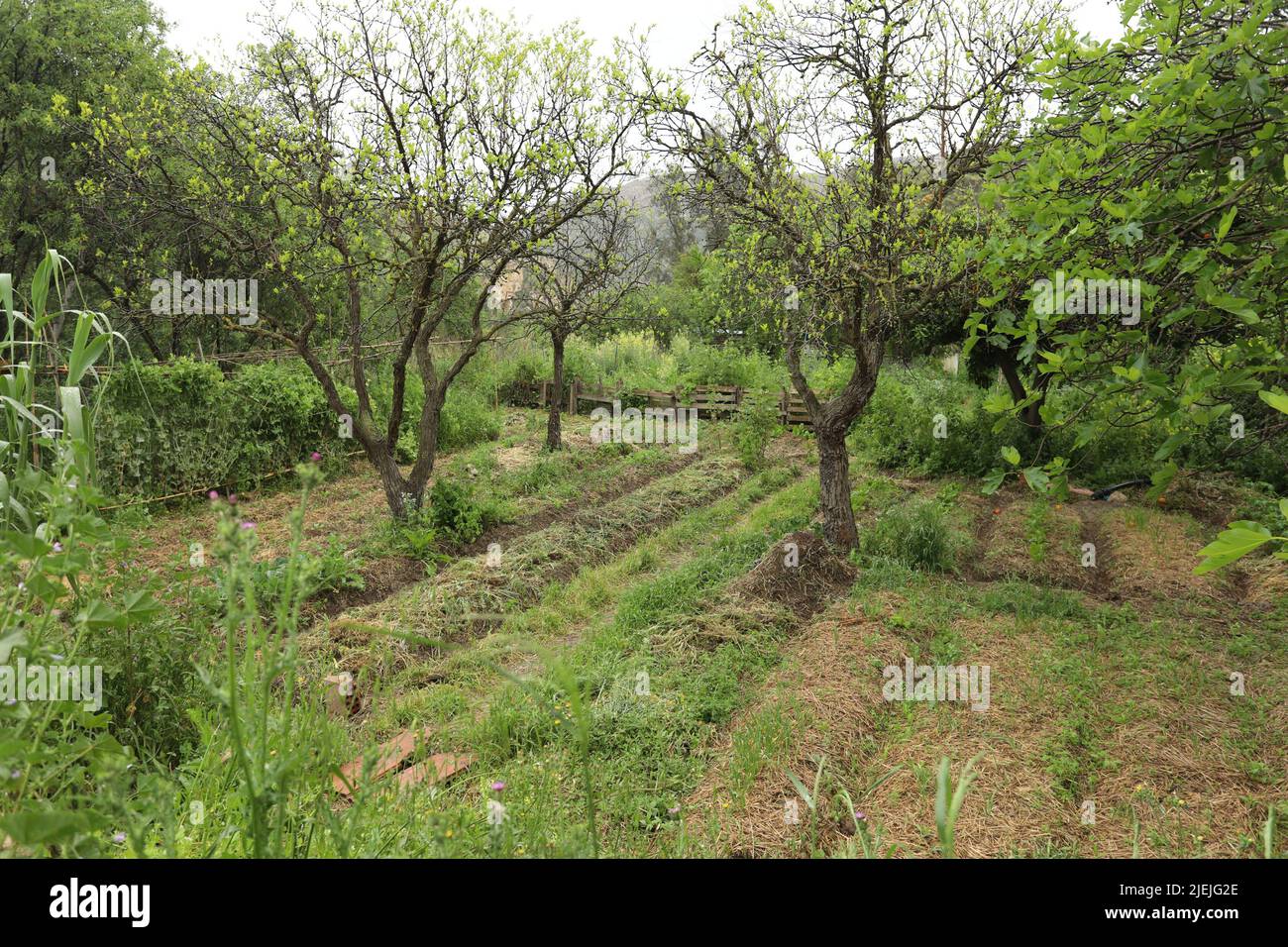 Autumn garden, permaculture field to grow fresh vegetable Stock Photo ...