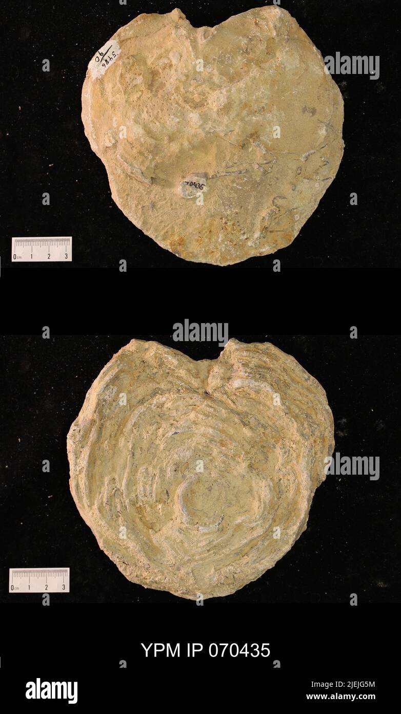 Heliolites nucella Foerste Stock Photo - Alamy