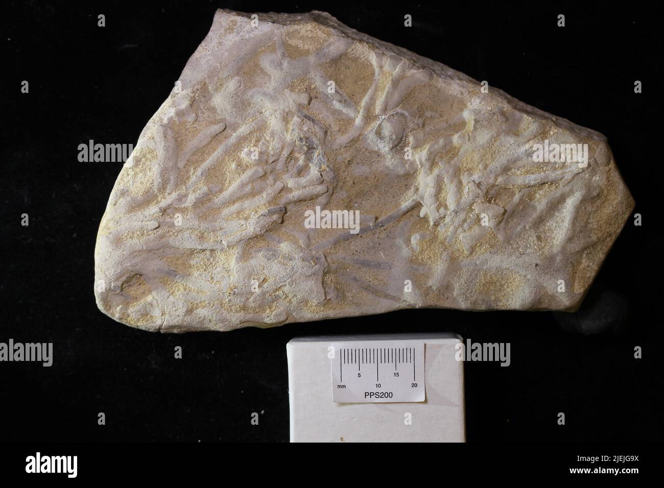 Chondrites hi-res stock photography and images - Alamy