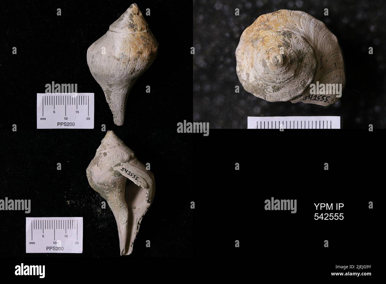 Fusiforme hi-res stock photography and images - Alamy