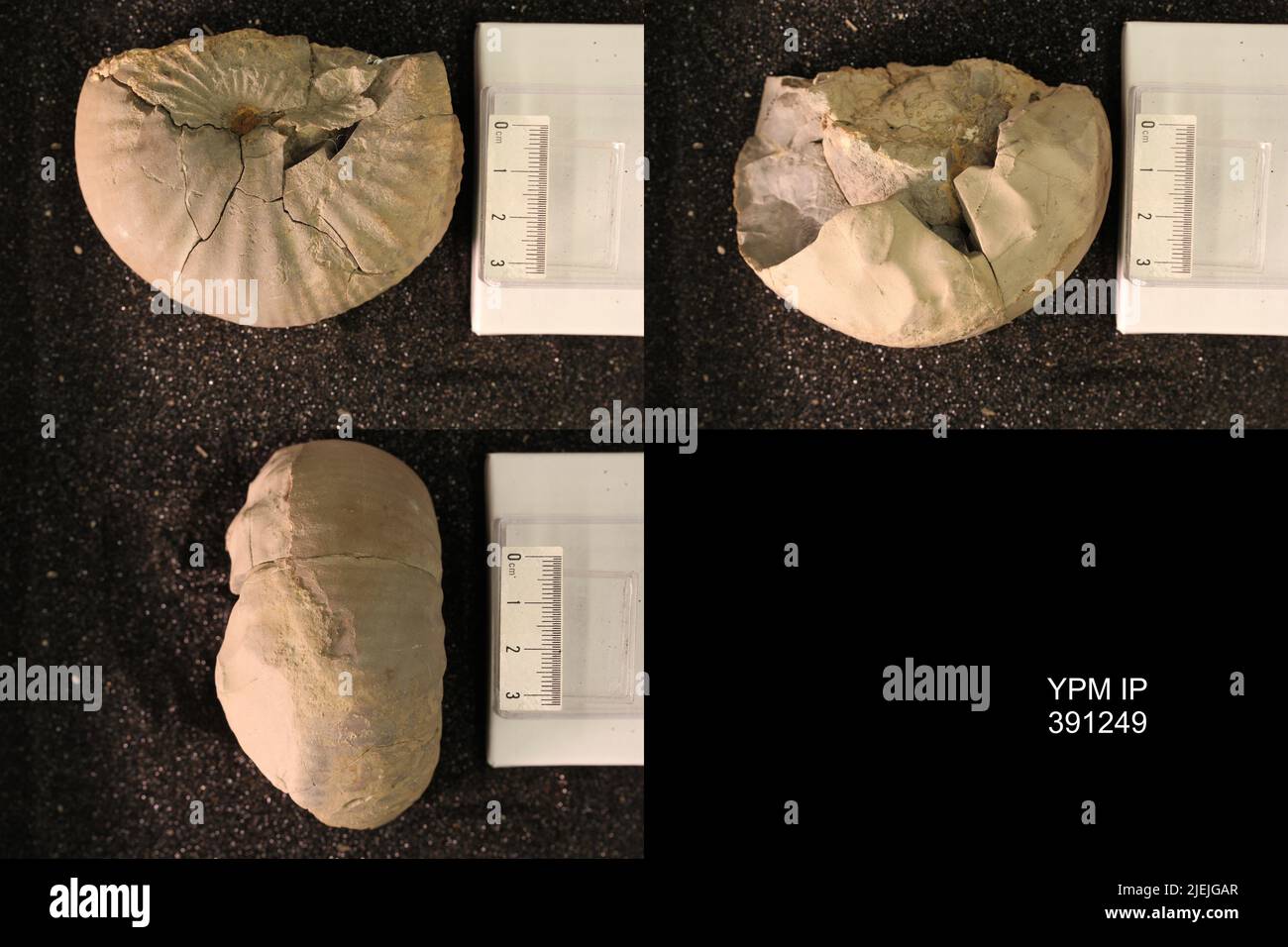 1951 animalia hi-res stock photography and images - Alamy