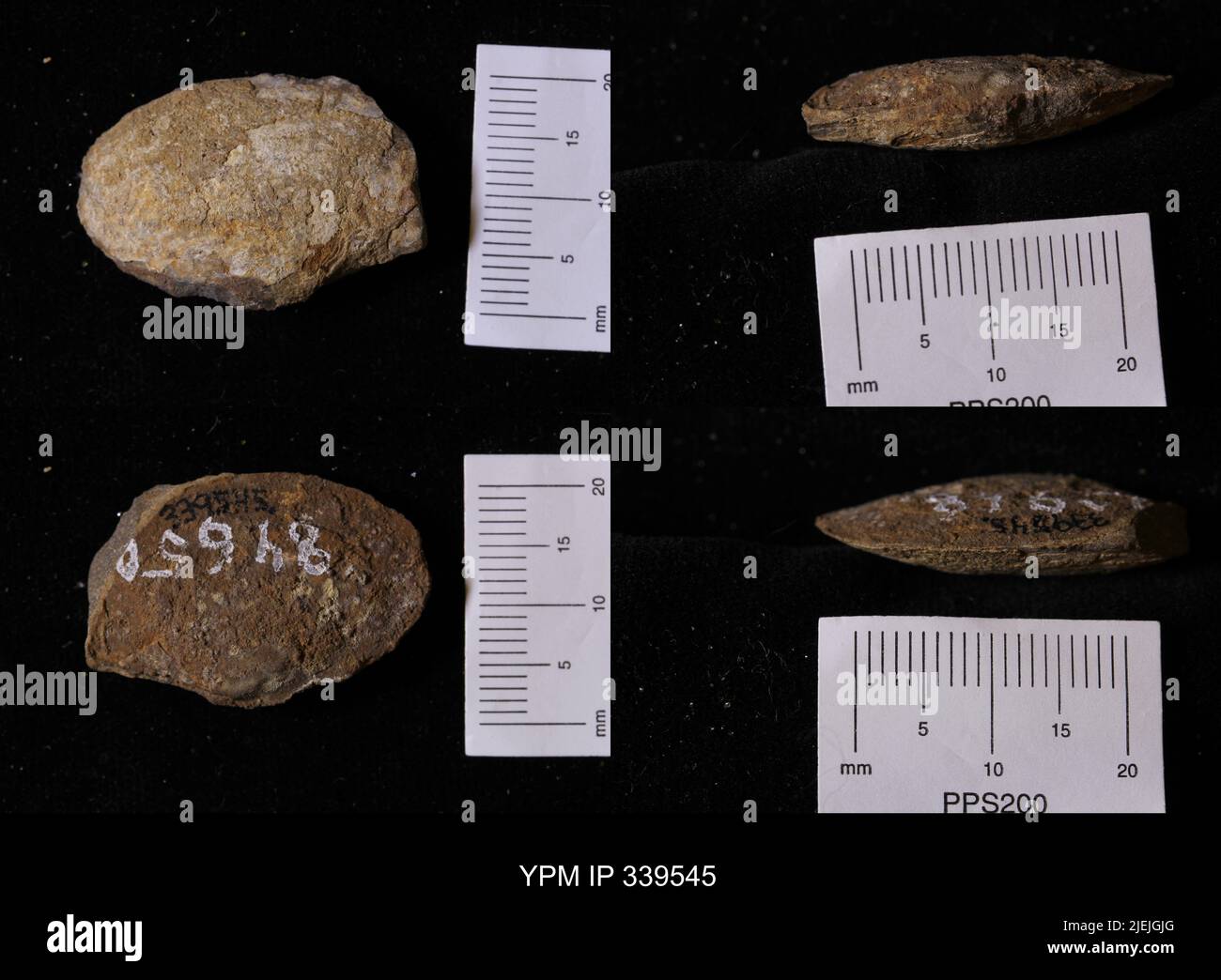 Tellina sp hi-res stock photography and images - Alamy