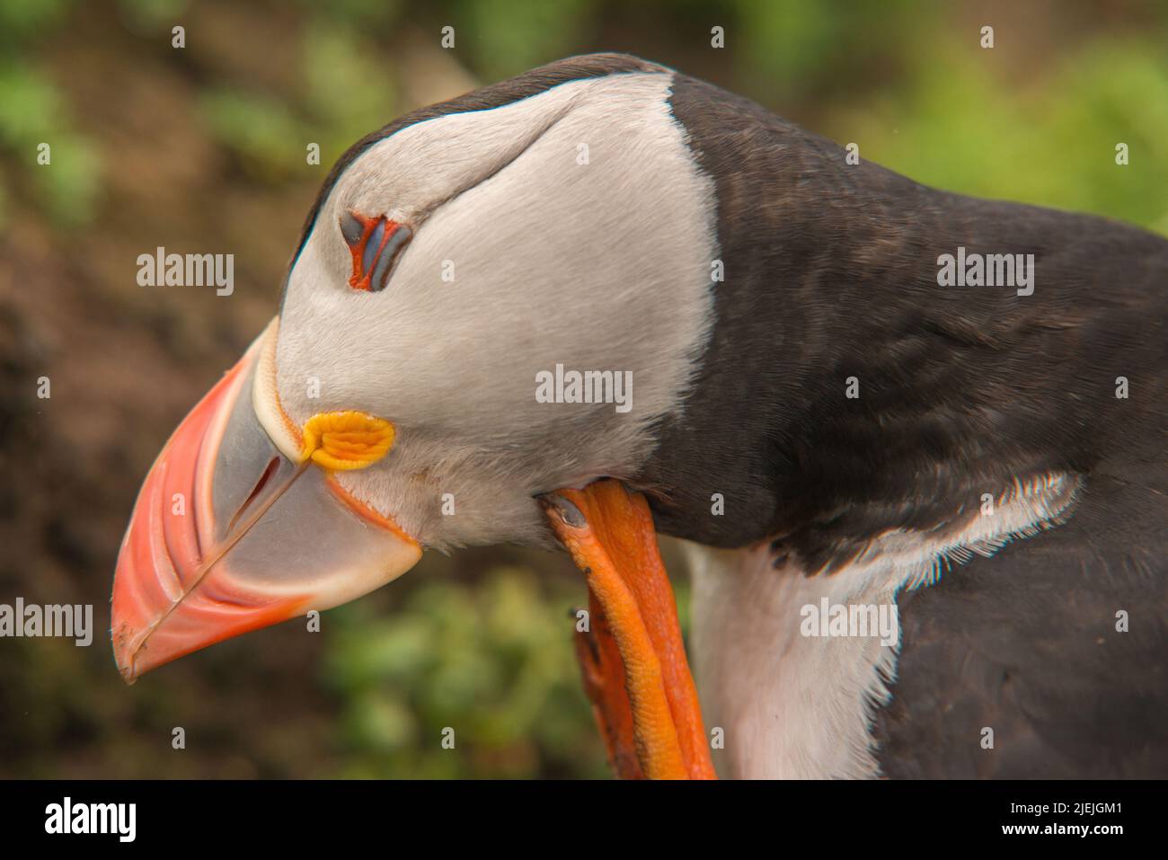 Puffin (Fratercula arctica) scratching head with claw on Skomer Island ...
