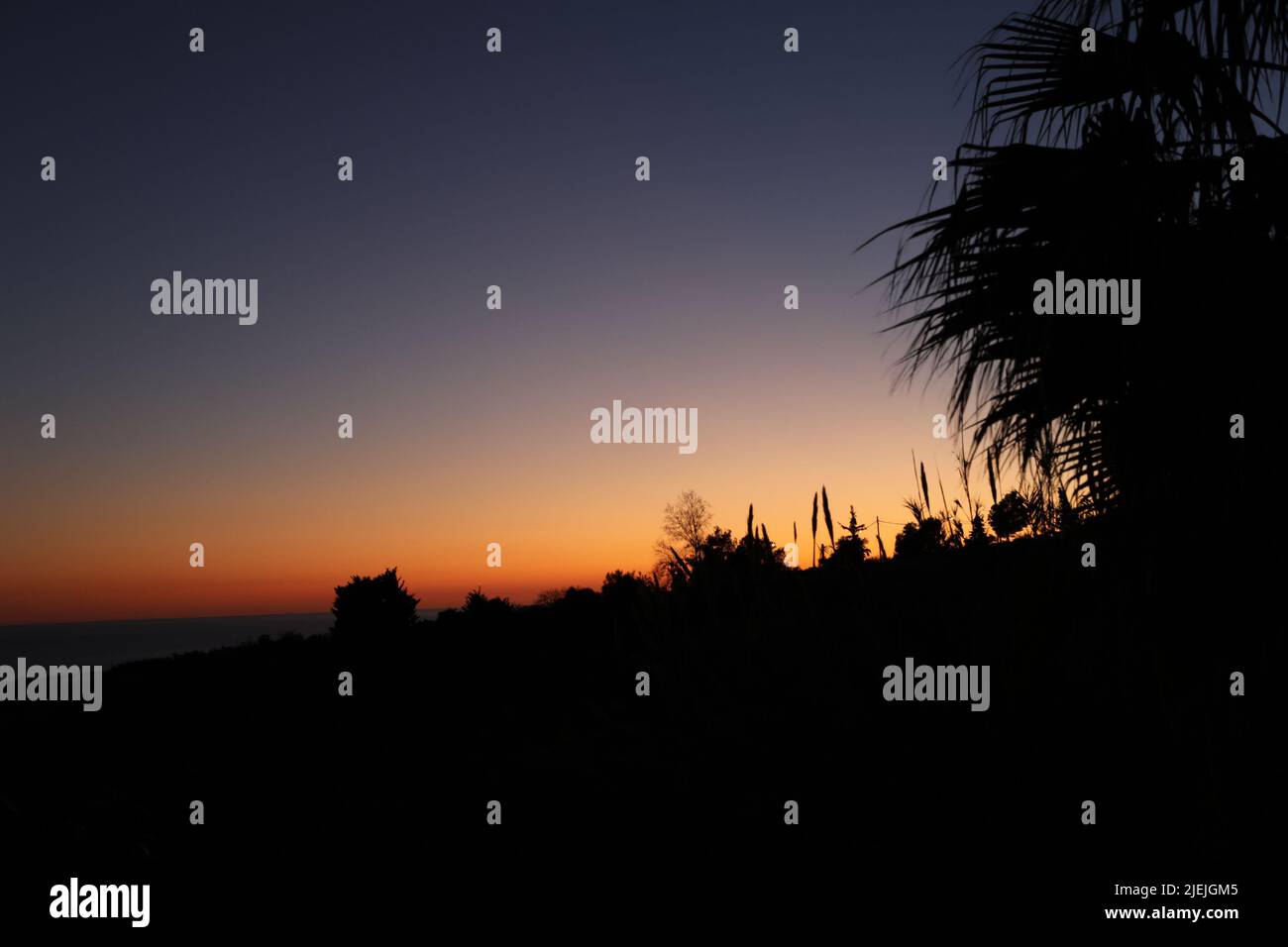 Backlight summer palm hi-res stock photography and images - Alamy