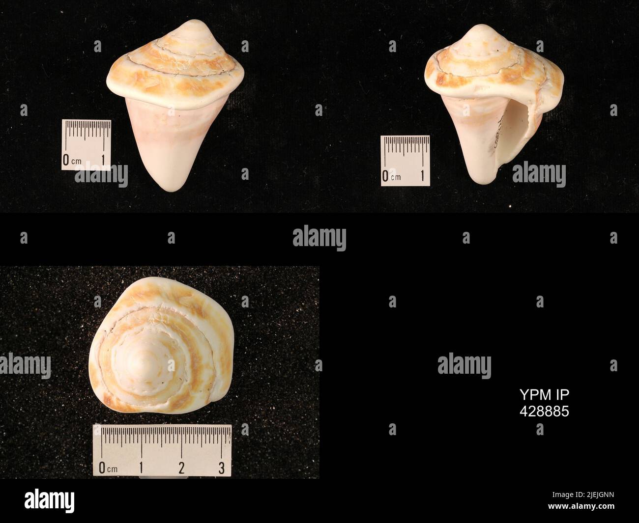 Strombidae hi-res stock photography and images - Alamy