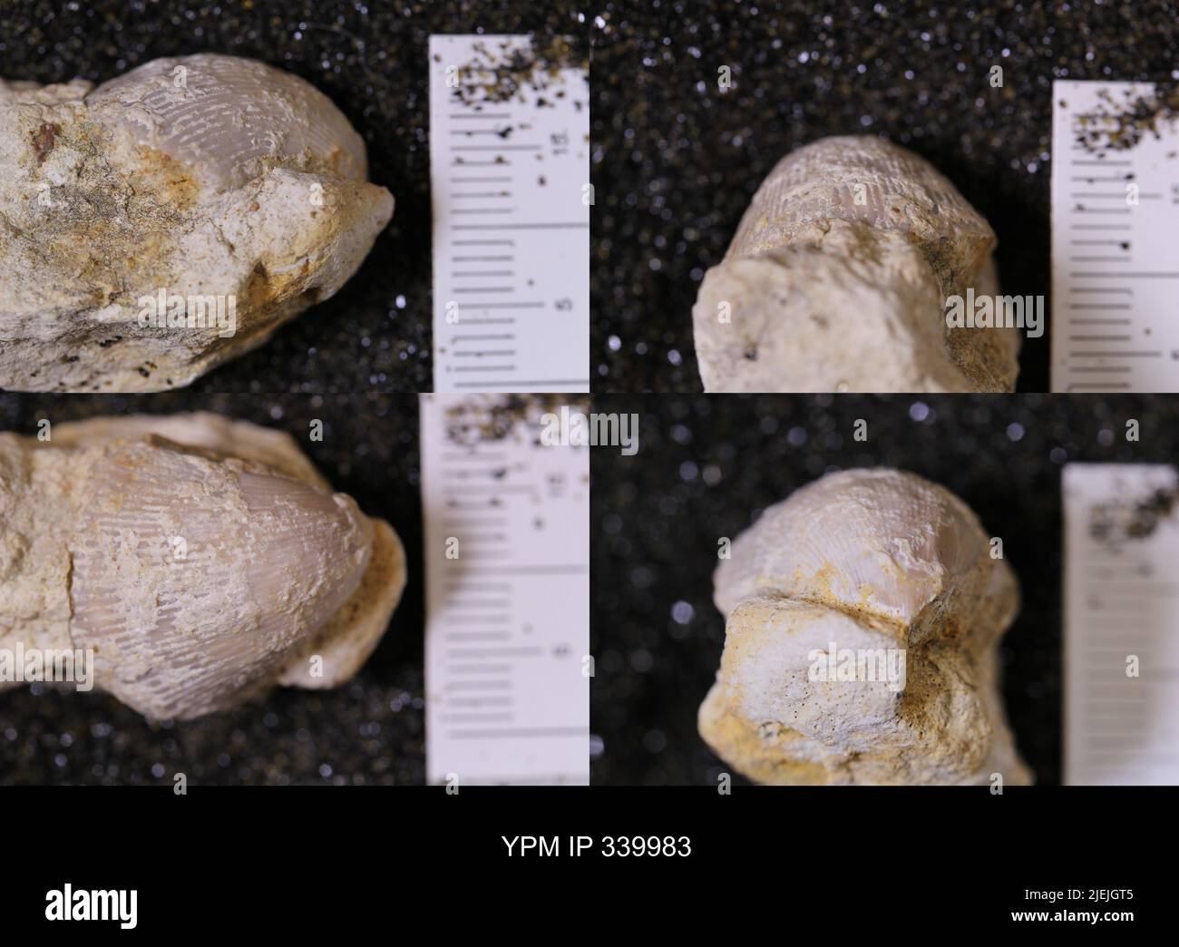 Modiolus sp animalia hi-res stock photography and images - Alamy