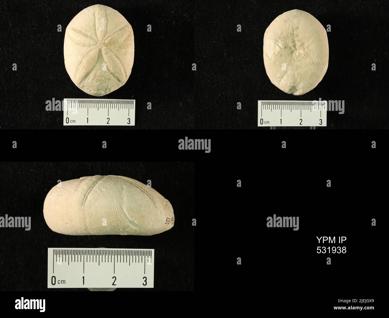 1840 animalia hi-res stock photography and images - Alamy