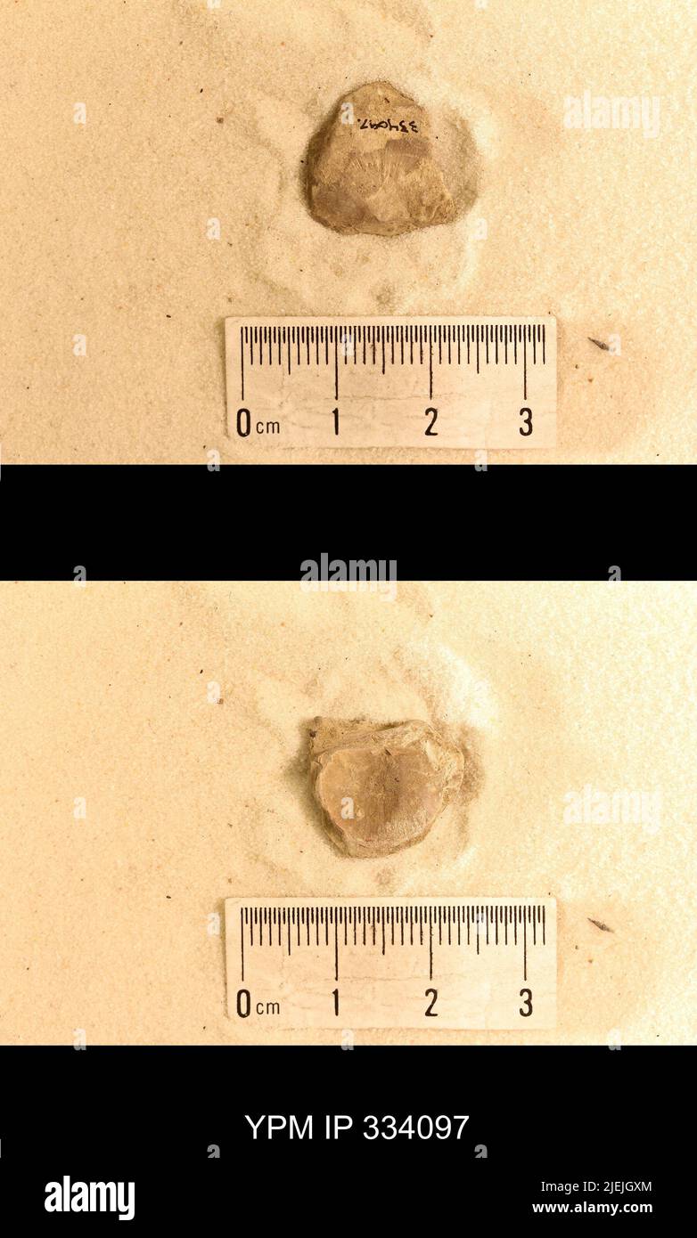 Rafinesquina squamula james hi-res stock photography and images - Alamy