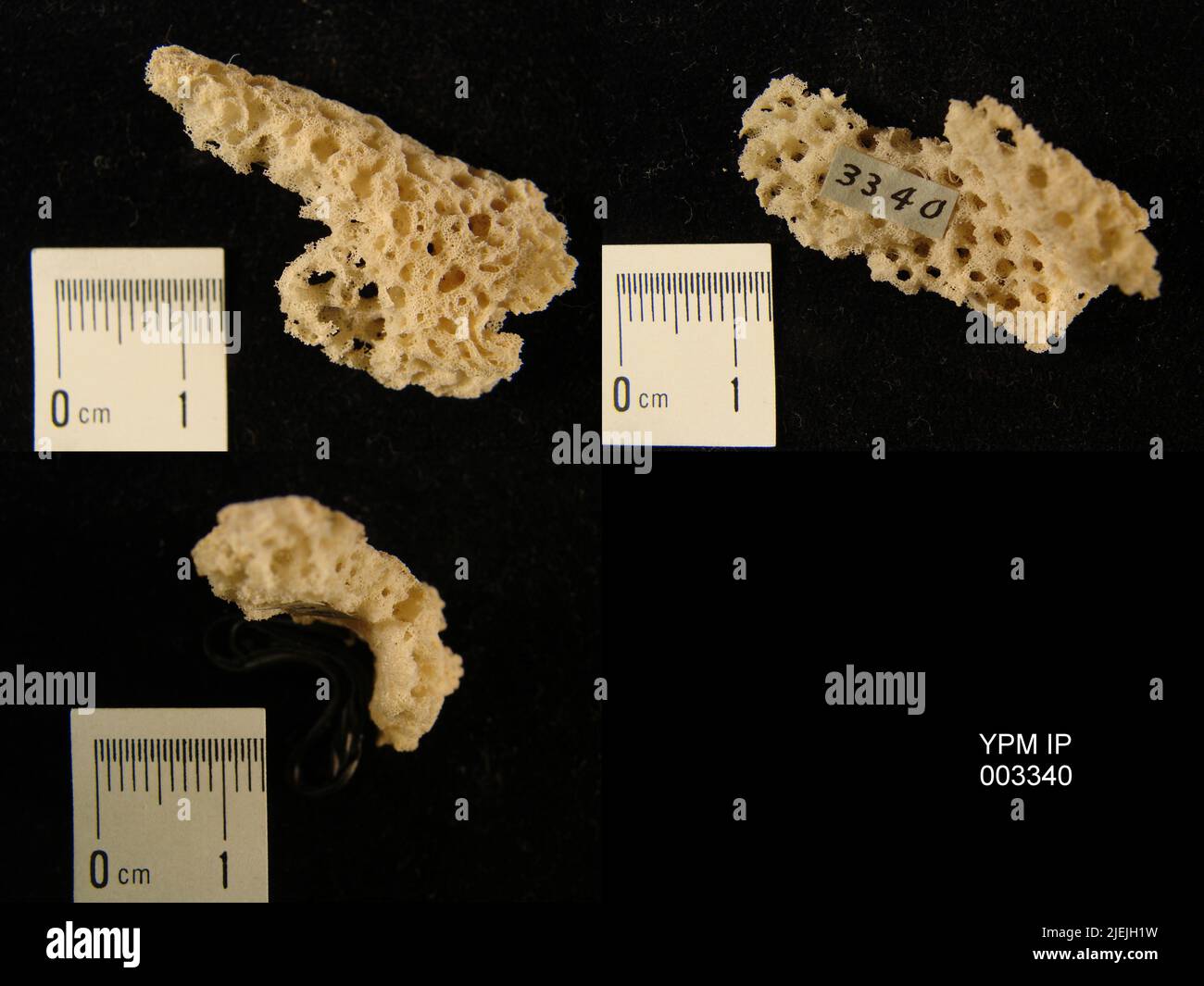 Angustata hi-res stock photography and images - Alamy