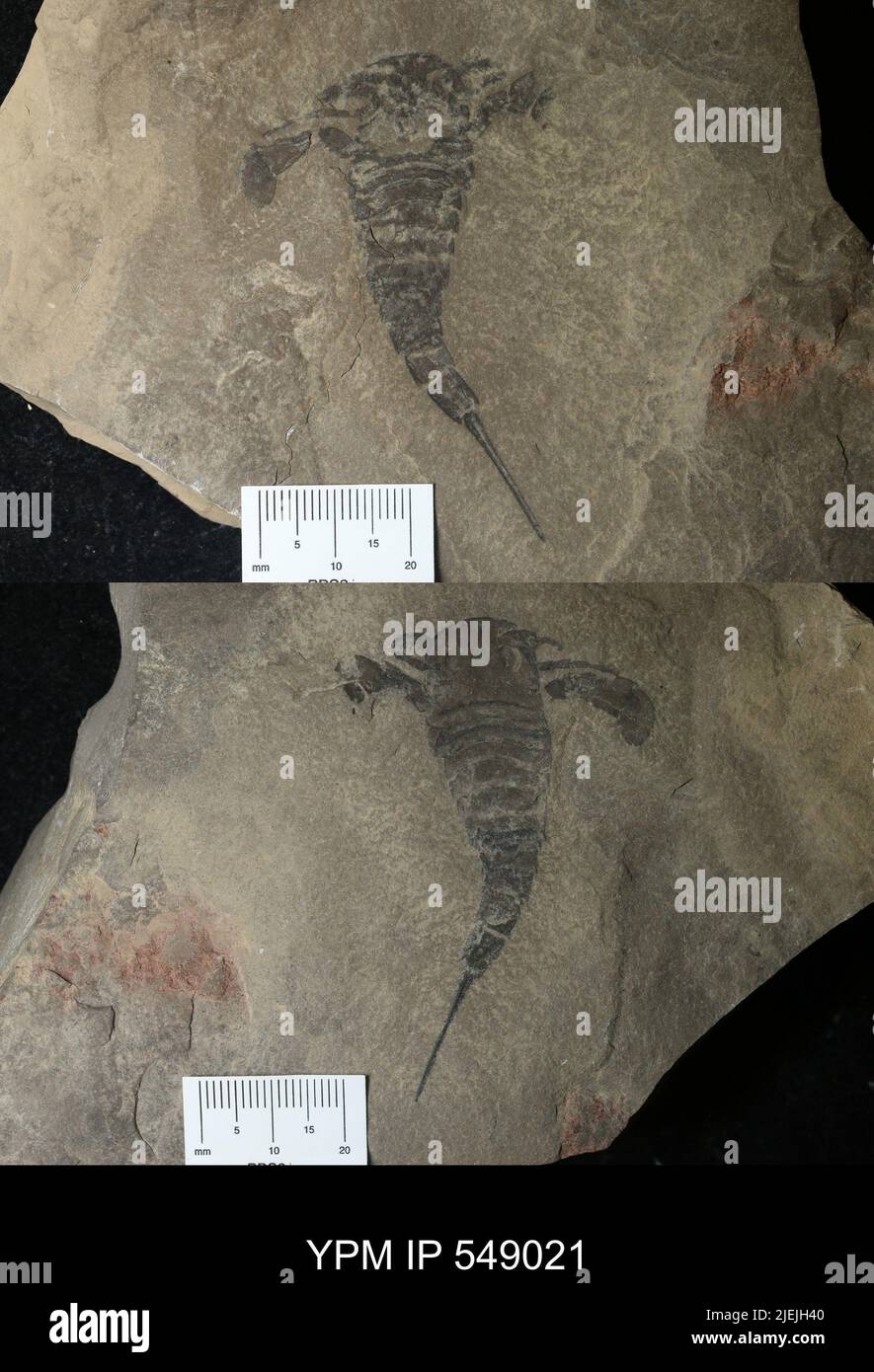 Eurypterids hi-res stock photography and images - Alamy