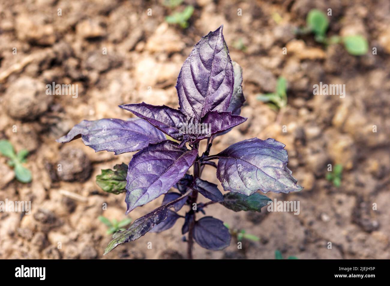 Purple basil sprout with curly leaf edge growing on soil Stock Photo ...