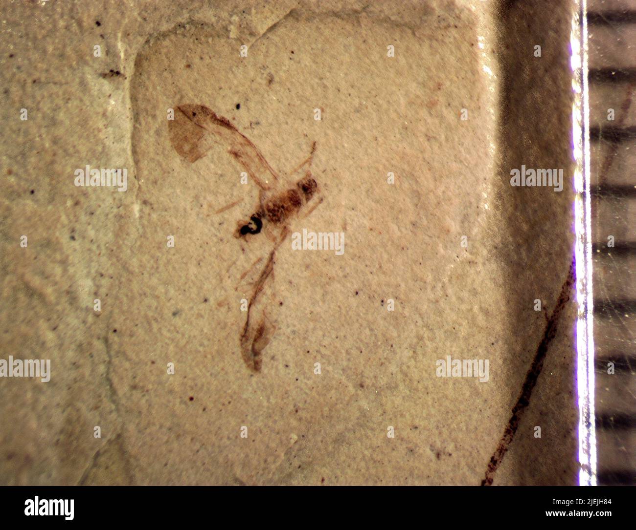 Undet psocoptera animalia hi-res stock photography and images - Alamy