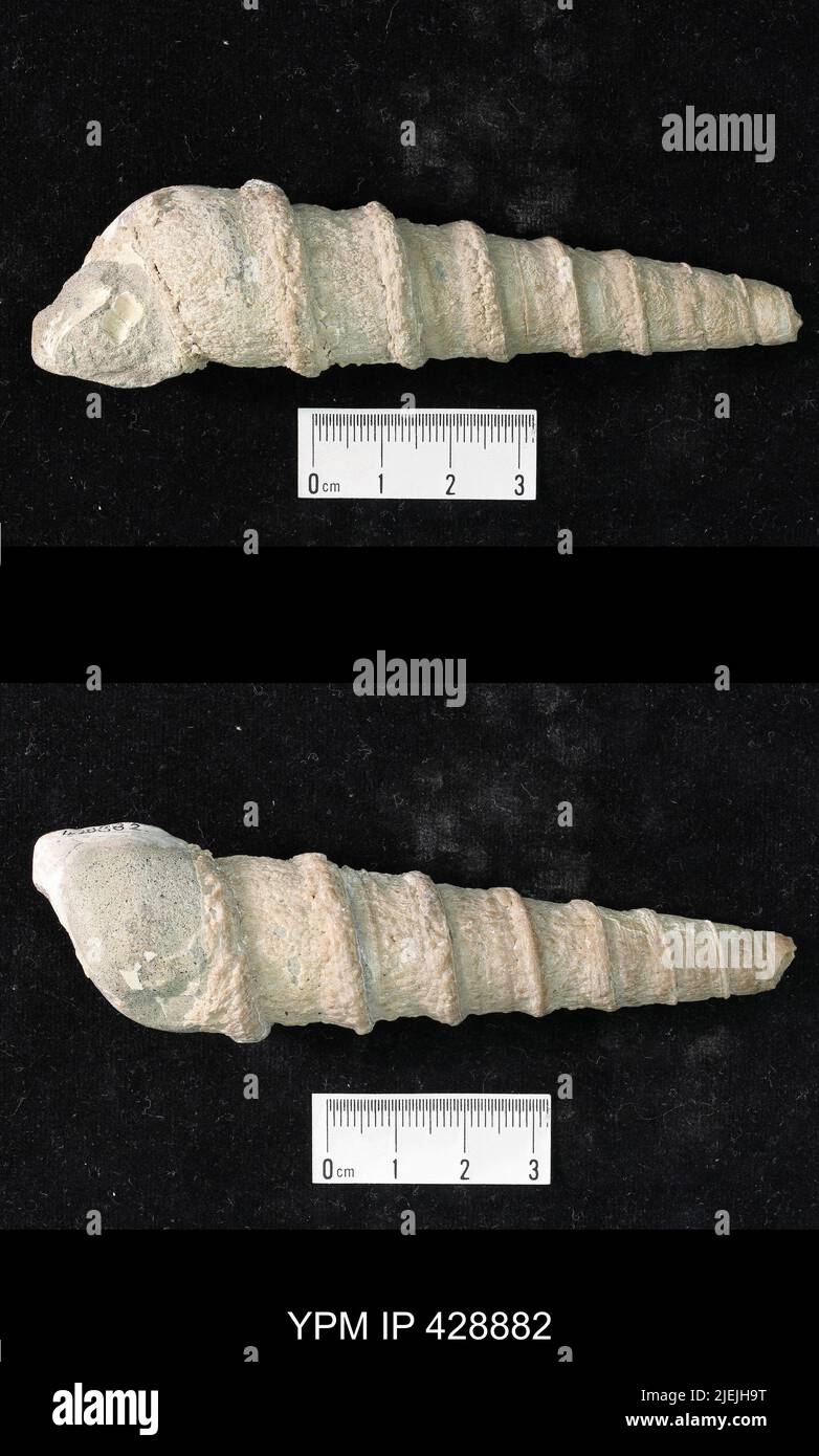 Turritellidae hi-res stock photography and images - Alamy