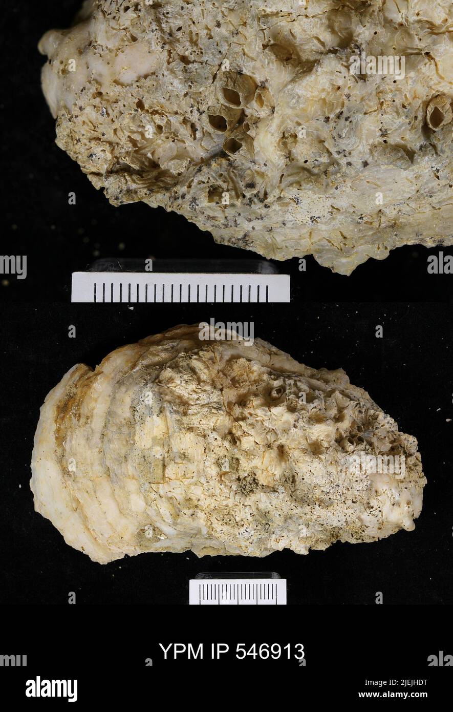 Balanus sp hi-res stock photography and images - Alamy