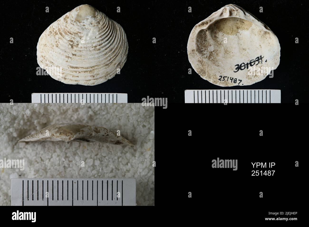 Astarte borealis Schumacher, 1817 Stock Photo - Alamy