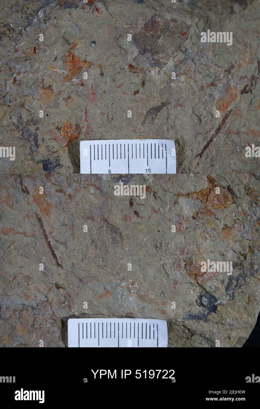 Hyolith hi-res stock photography and images - Alamy