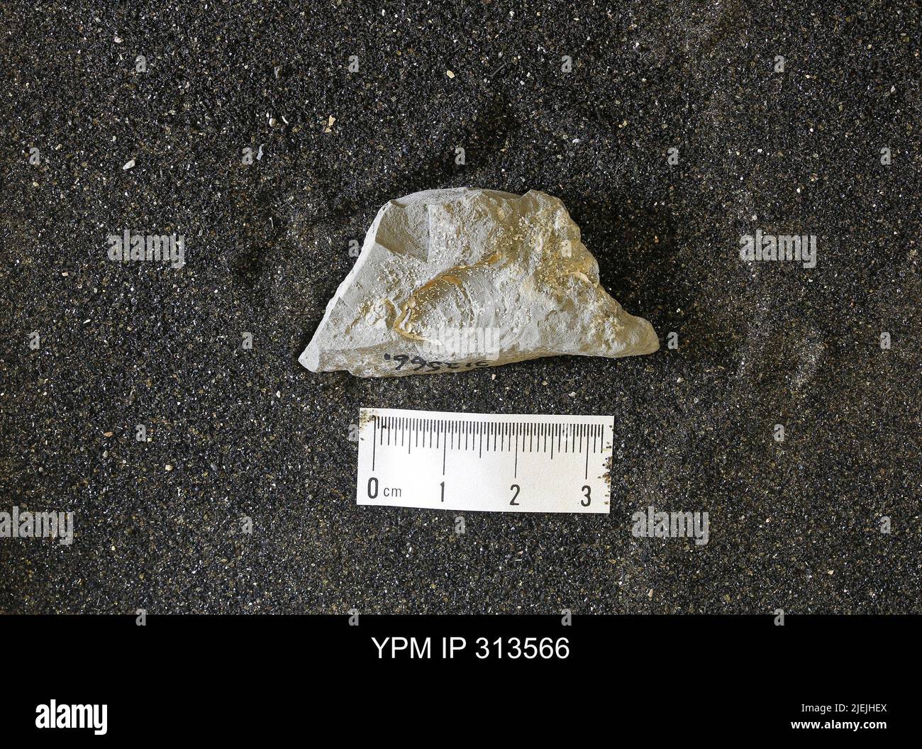 Pteria hi-res stock photography and images - Alamy