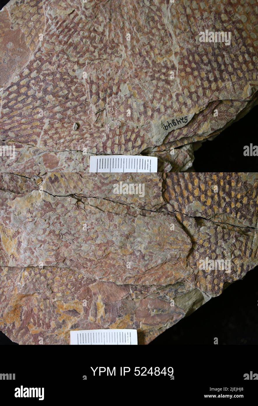 Dendroidea hi-res stock photography and images - Alamy