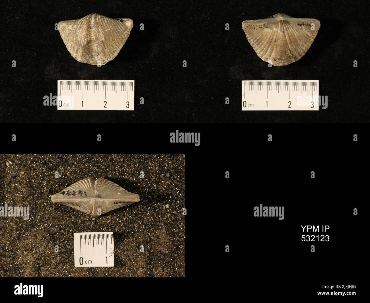 Mucrospirifer sp hi-res stock photography and images - Alamy