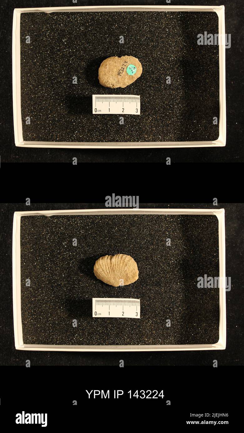 Productus dictyoclostus sp animalia hi-res stock photography and images ...