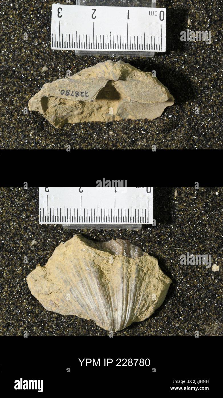 Neospirifer triplicatus Hall Stock Photo - Alamy