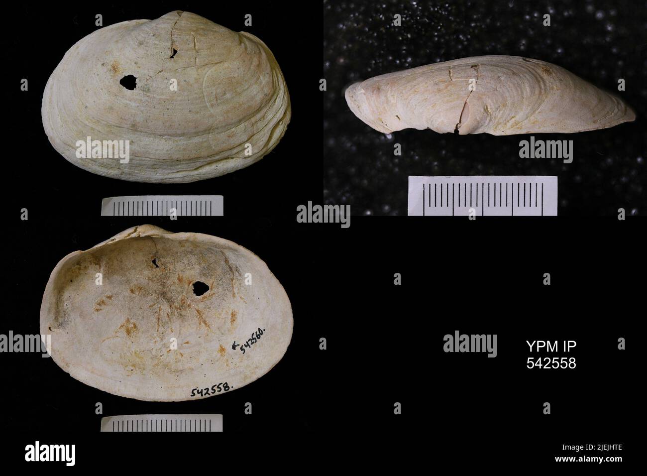 Panopea sp hi-res stock photography and images - Alamy