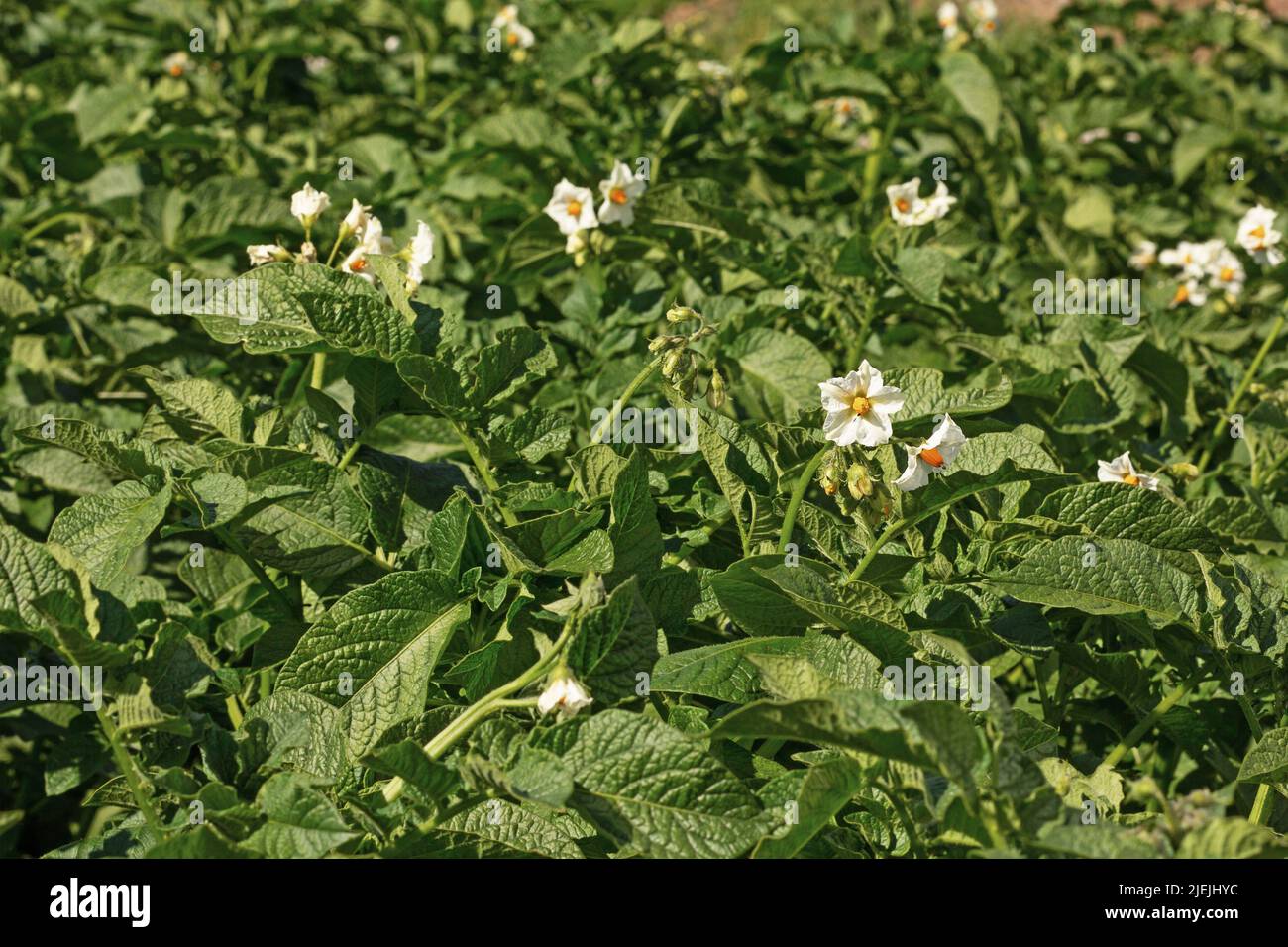 Haulm potato hi-res stock photography and images - Alamy