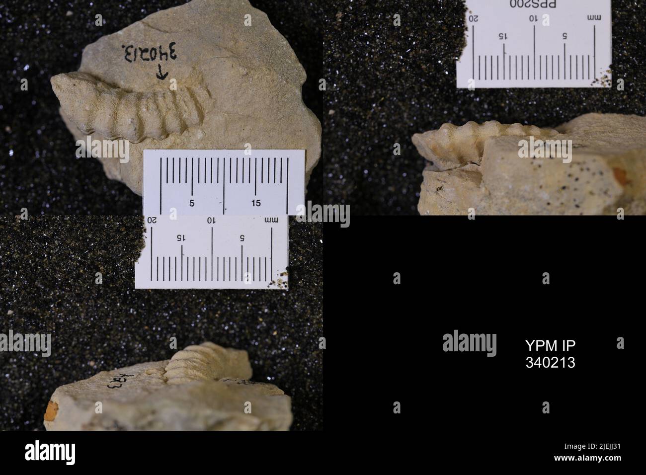 Hamites hi-res stock photography and images - Alamy