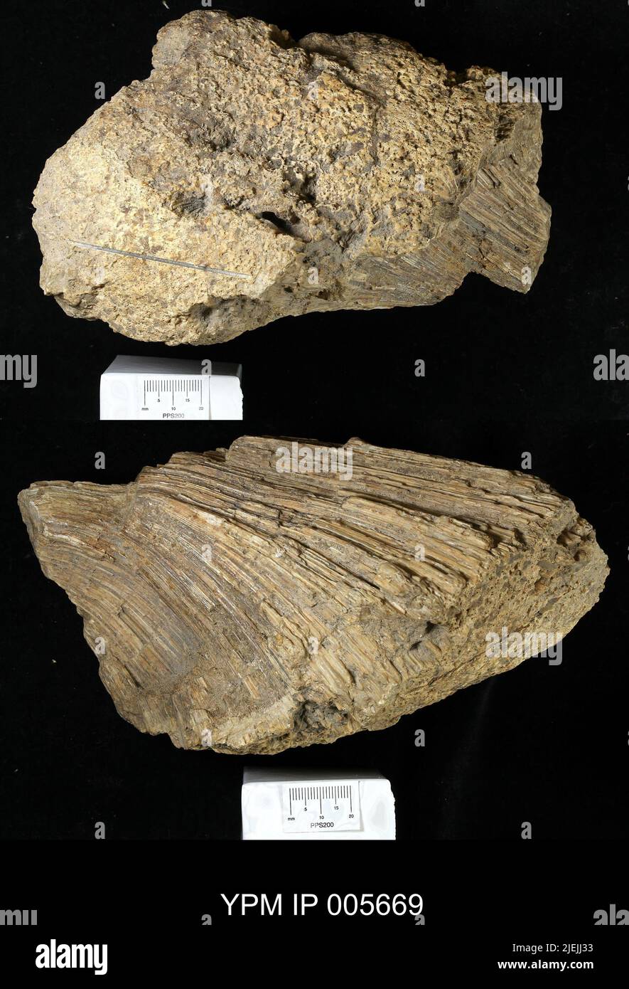 Chaetetes hi-res stock photography and images - Alamy