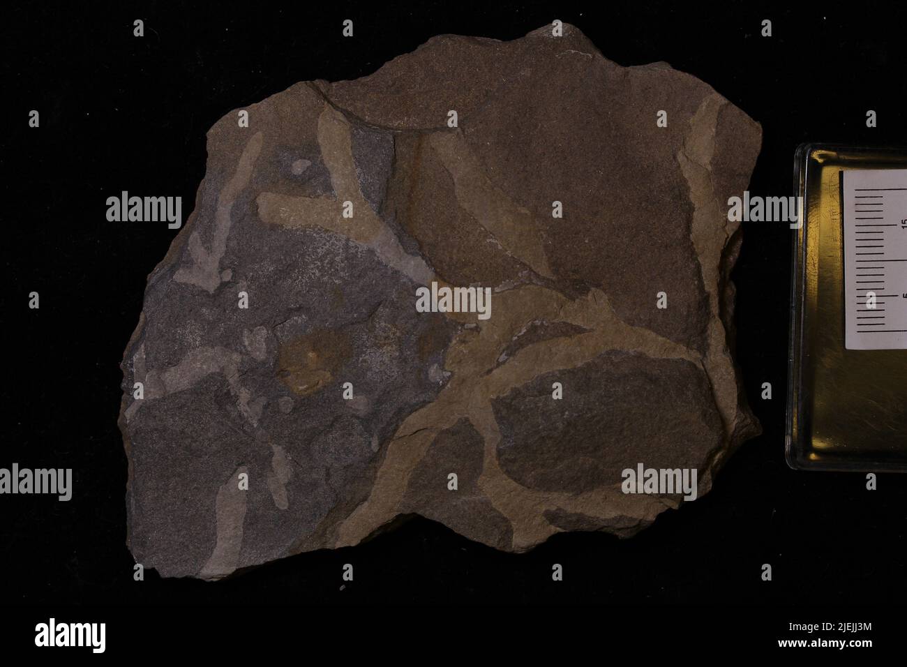 Chondrites hi-res stock photography and images - Alamy