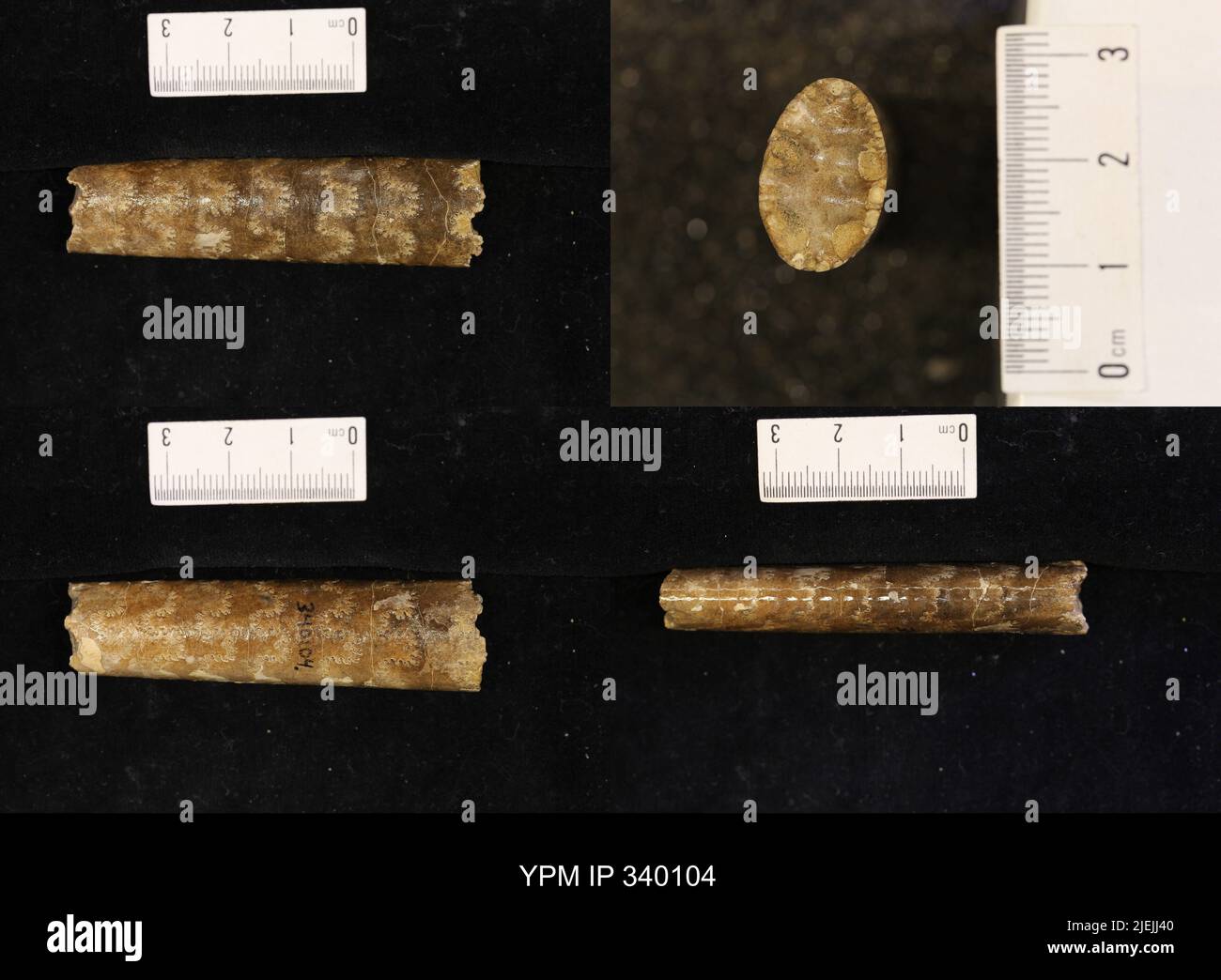 Marine fossil classification hi-res stock photography and images - Alamy