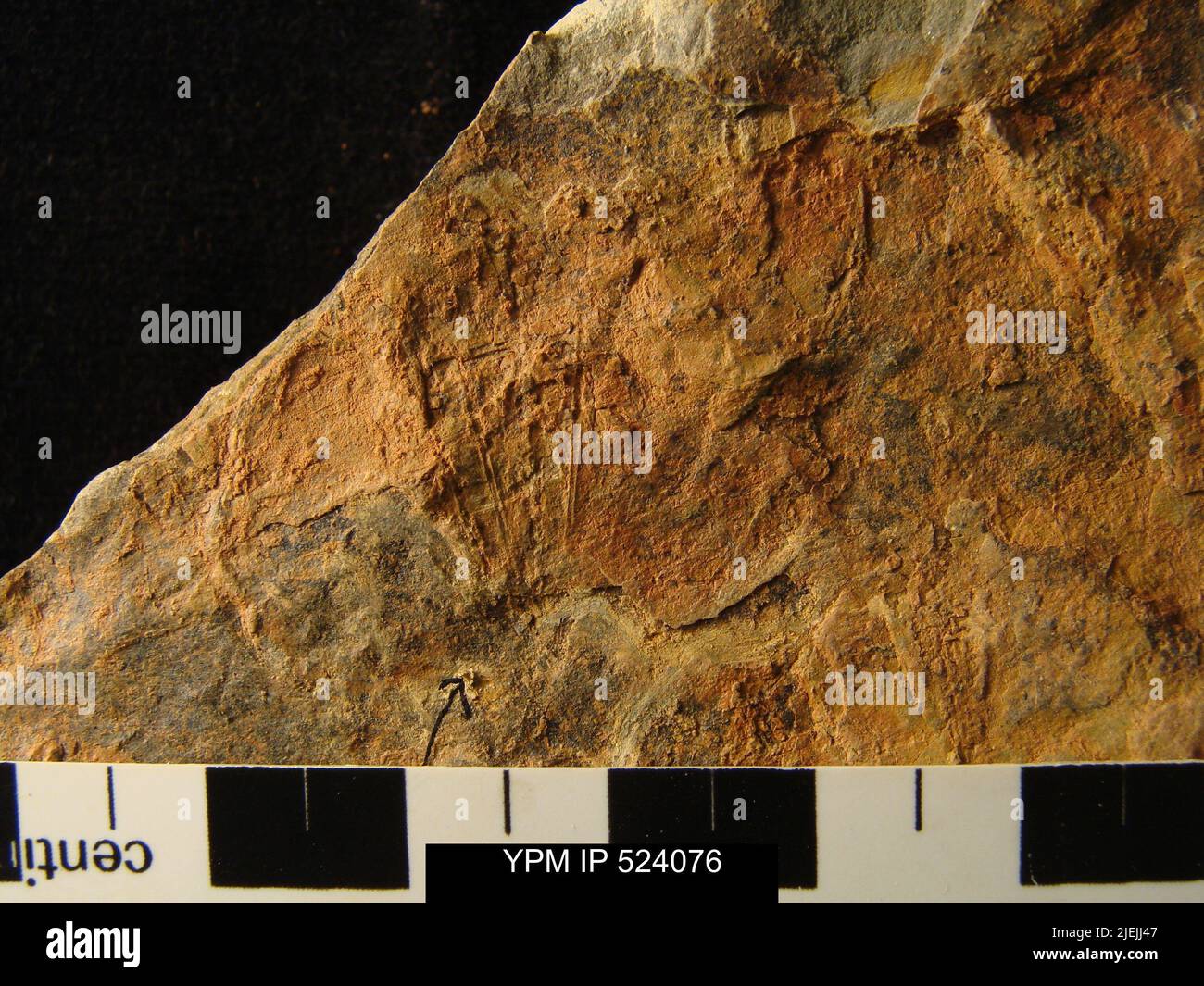 Conulariida animalia hi-res stock photography and images - Alamy