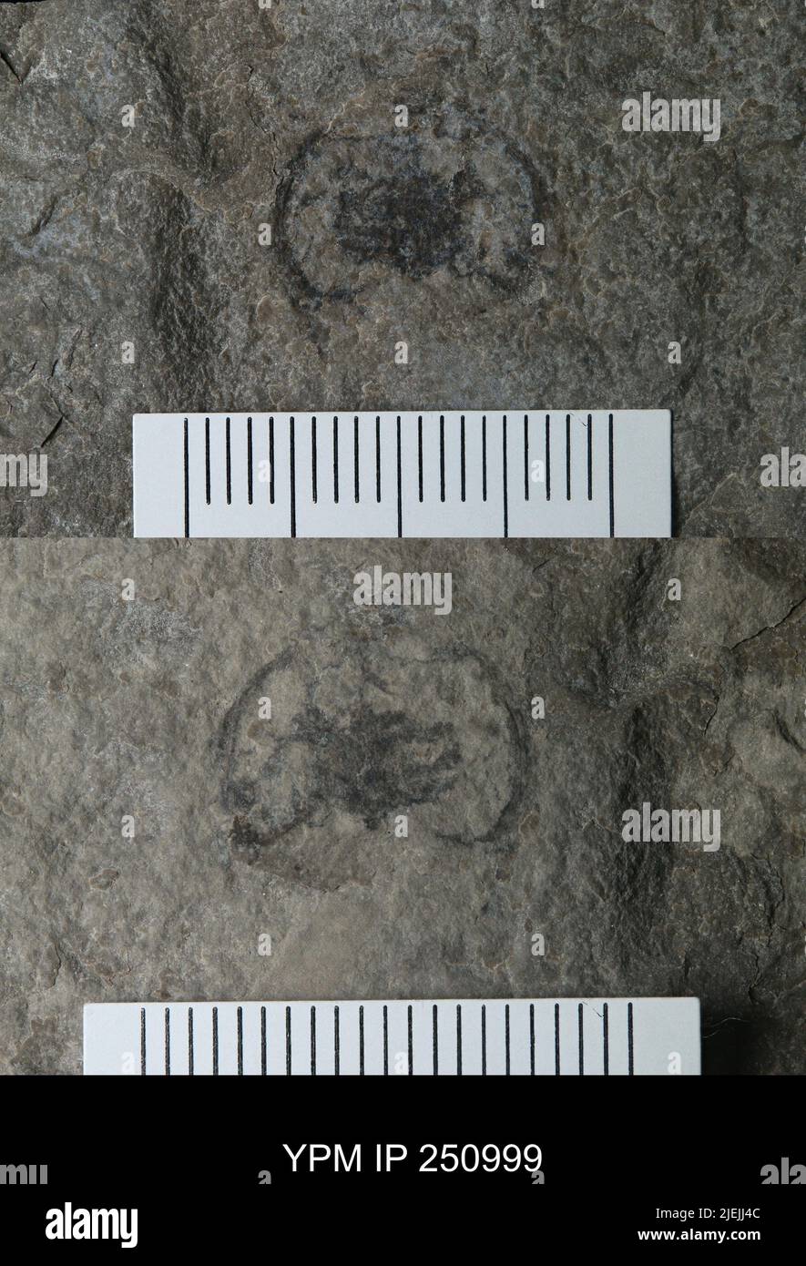 Undet xiphosurida hi-res stock photography and images - Alamy