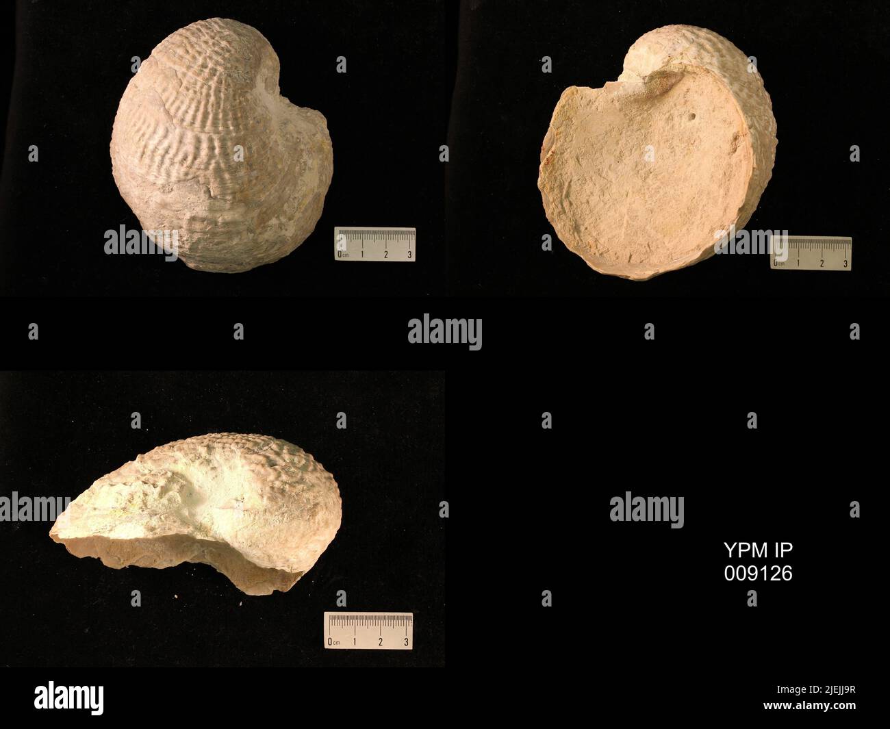 Exogyra hi-res stock photography and images - Alamy