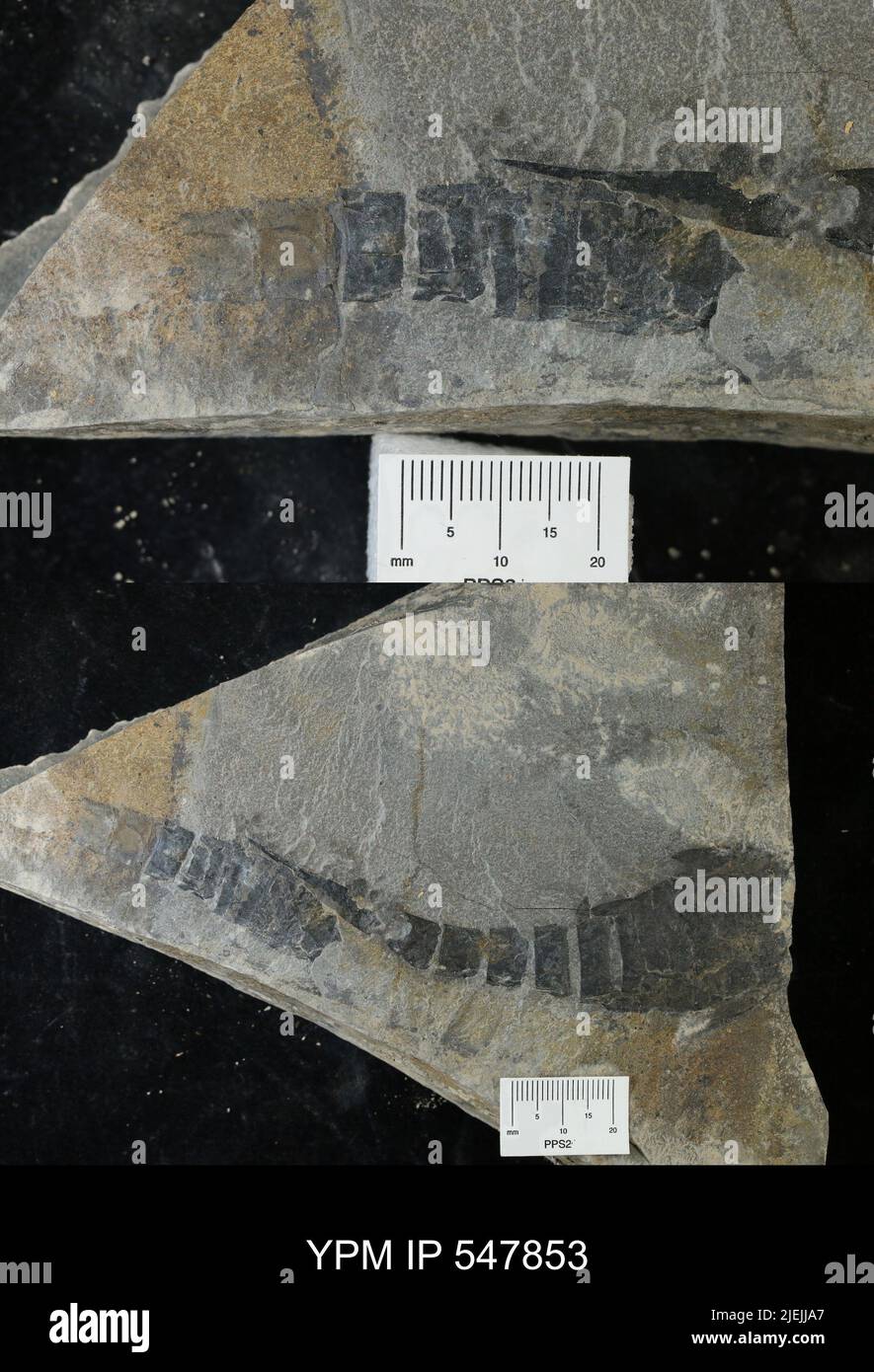 Hughmilleria socialis Sarle Stock Photo - Alamy