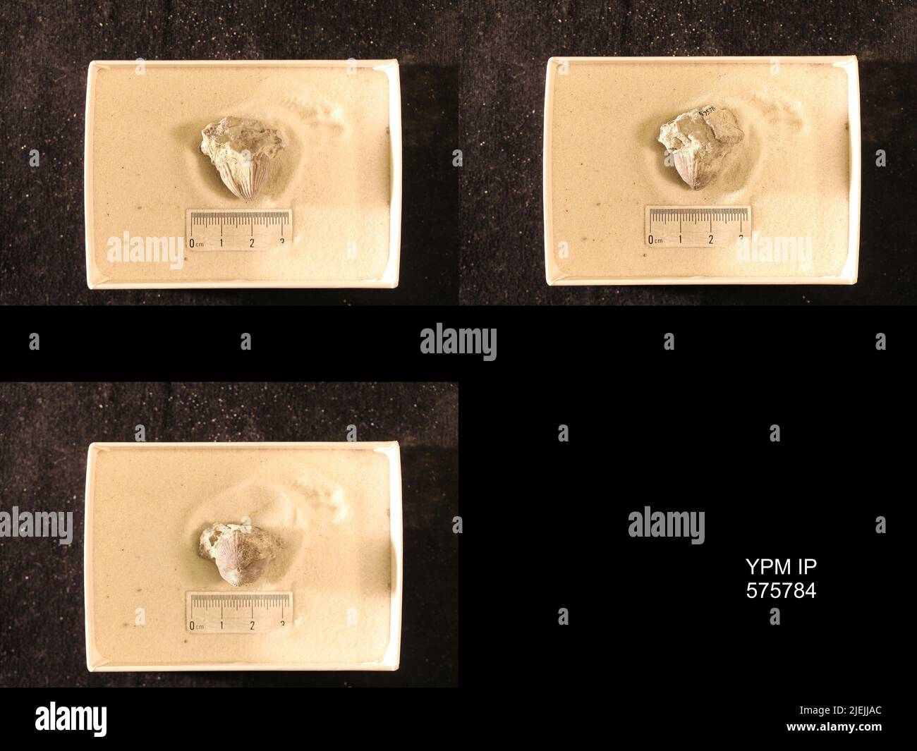 Capax hi-res stock photography and images - Alamy