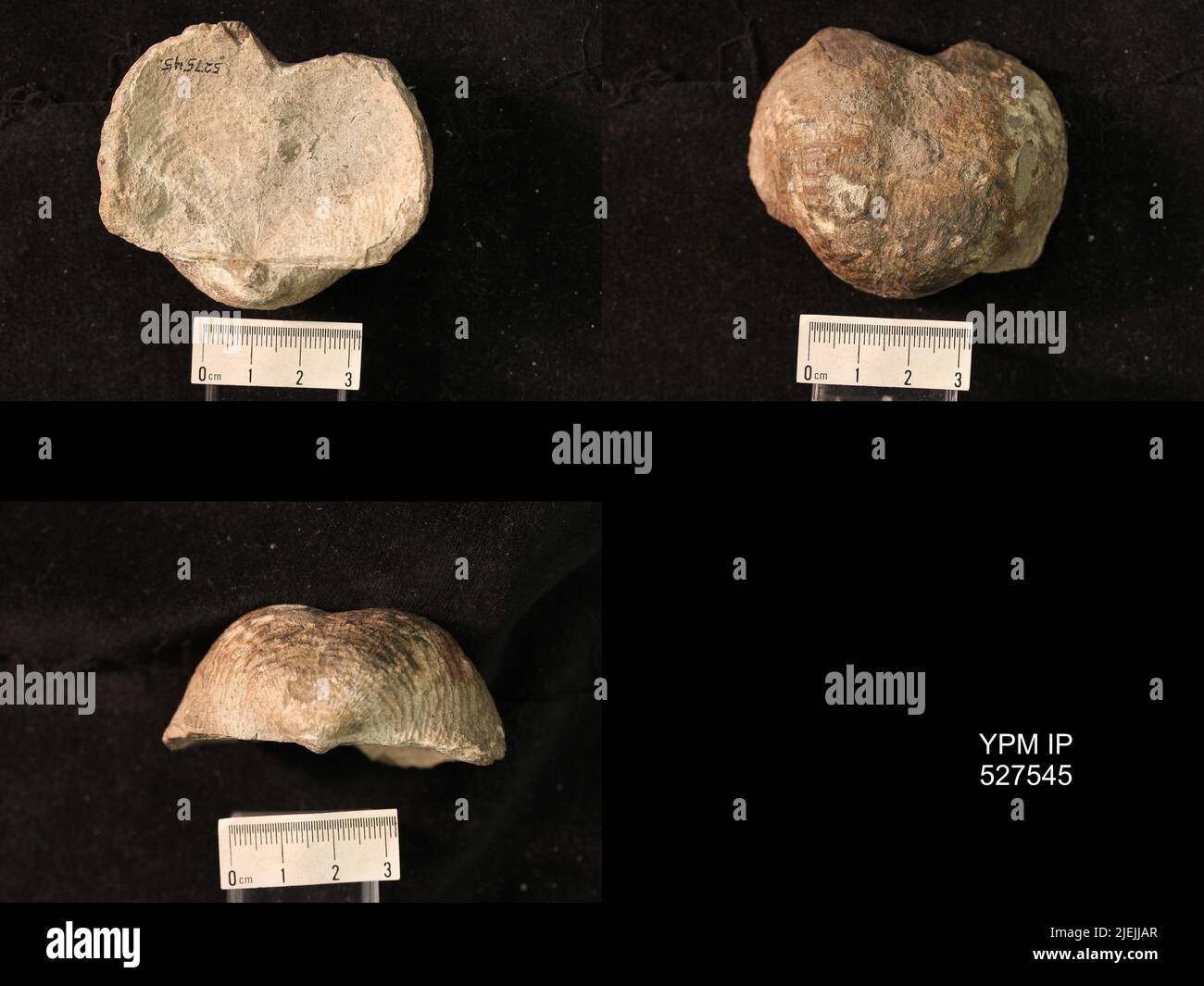 Pustula pustulosa phillips hi-res stock photography and images - Alamy