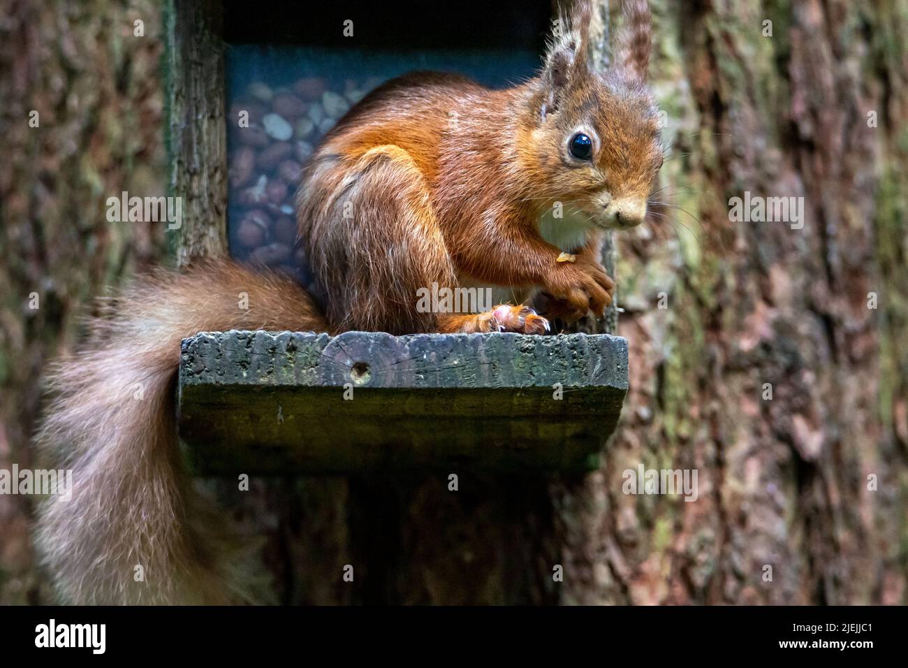 The red squirrel Sciurus vulgaris is a species of tree squirrel in the ...