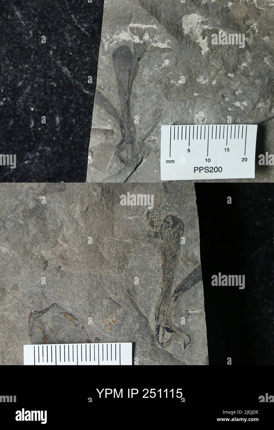 Cooksonia plants hi-res stock photography and images - Alamy