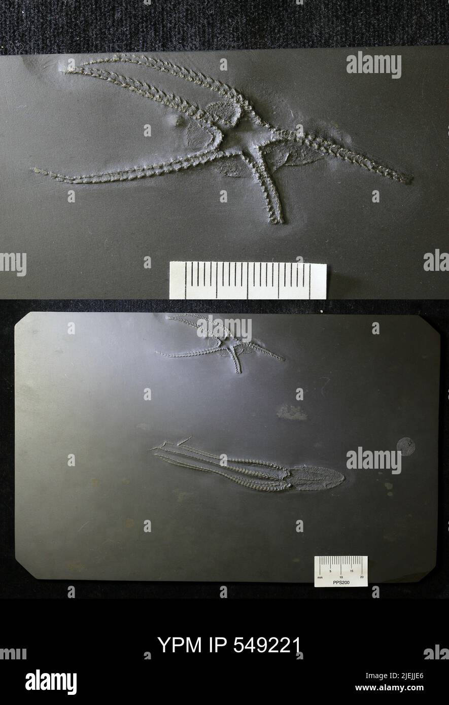 Furcaster palaeozoicus Sturtz Stock Photo - Alamy