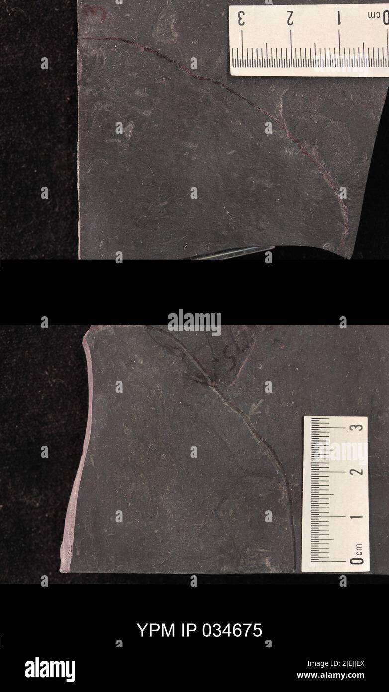 Diptera. IPB.00595: North Carolina. Rockingham County. insect layer ...