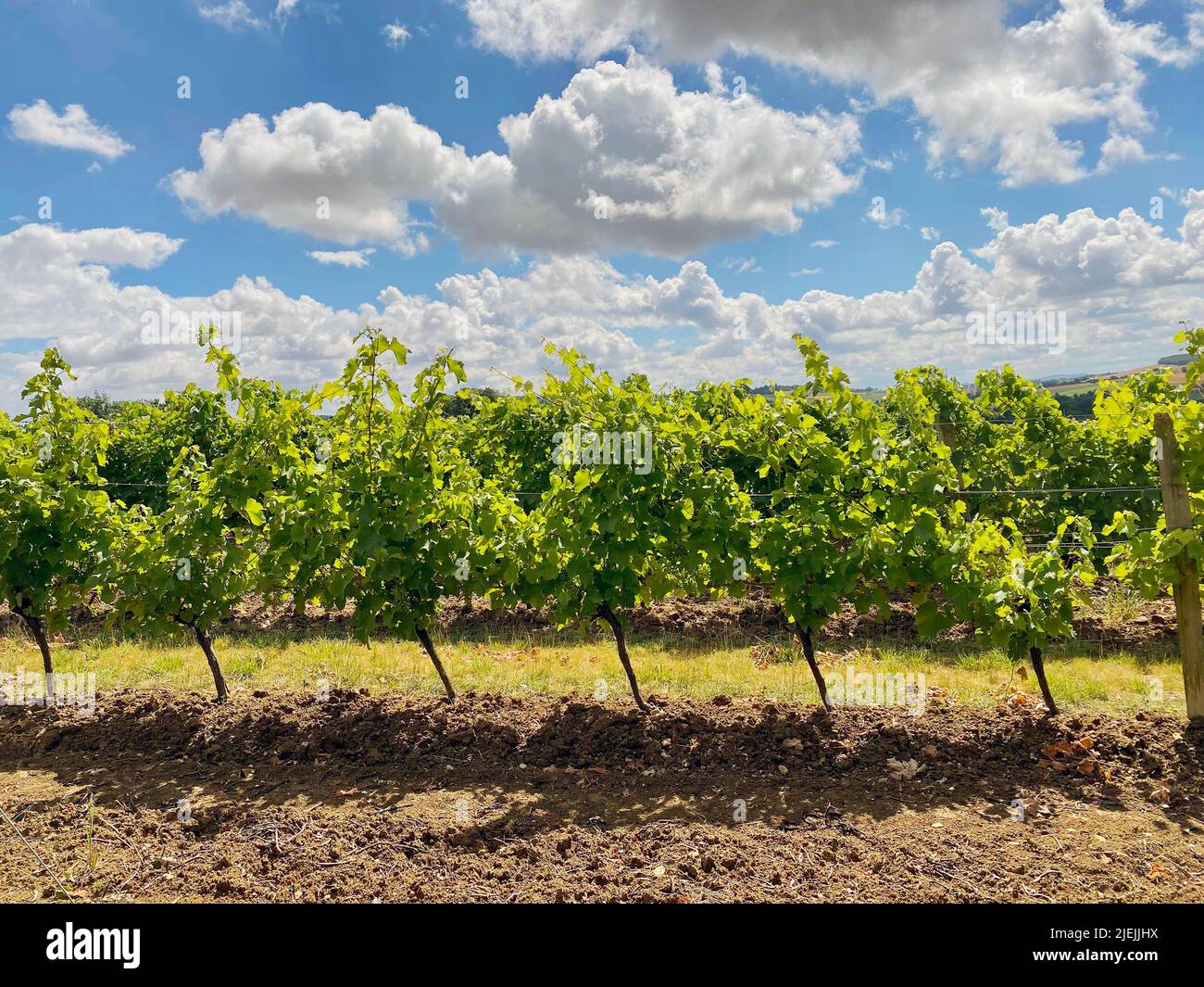 Grape farm hi-res stock photography and images - Alamy