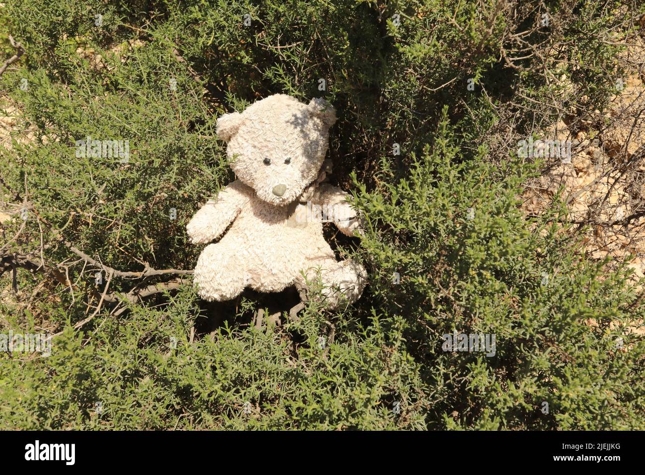 Summer teddy bear hi-res stock photography and images - Alamy