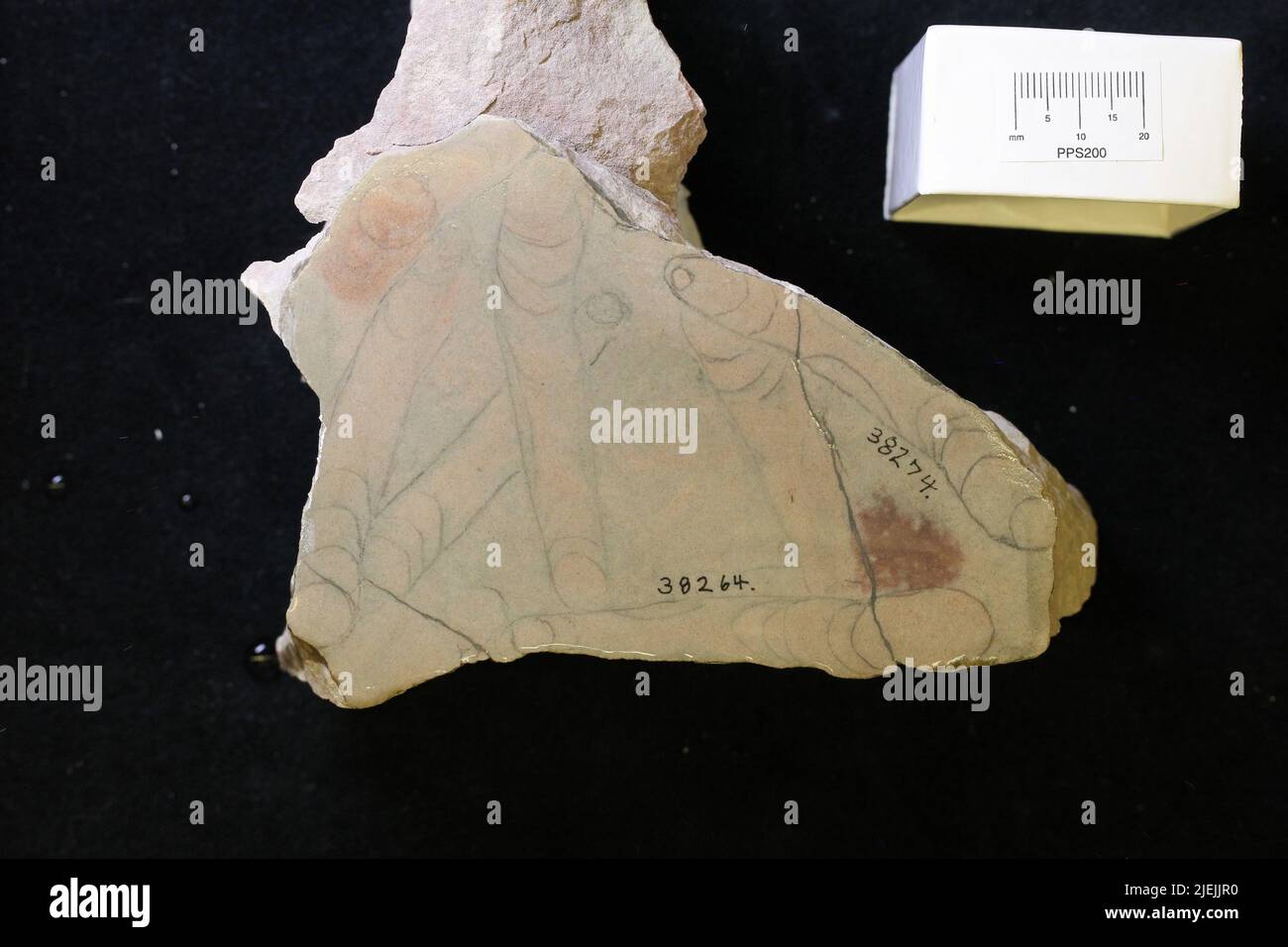 Daedalus verticalis Seilacher Stock Photo - Alamy