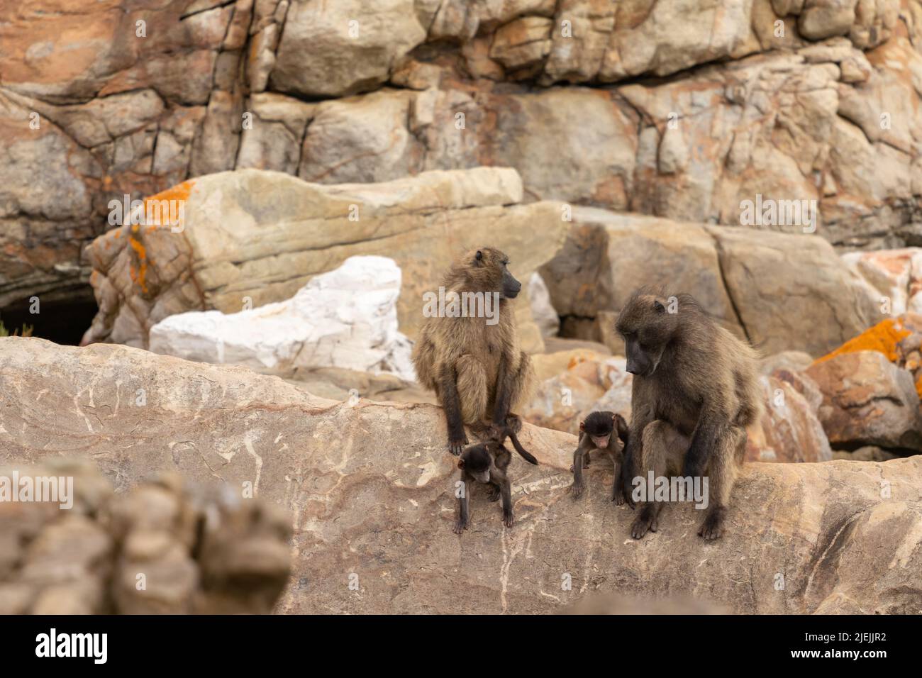 Family baboons sitting in rocks hi-res stock photography and images - Alamy