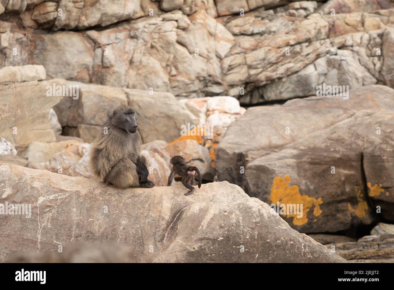 An adult baboon sits on a rock while a new born baboon scrambles along ...
