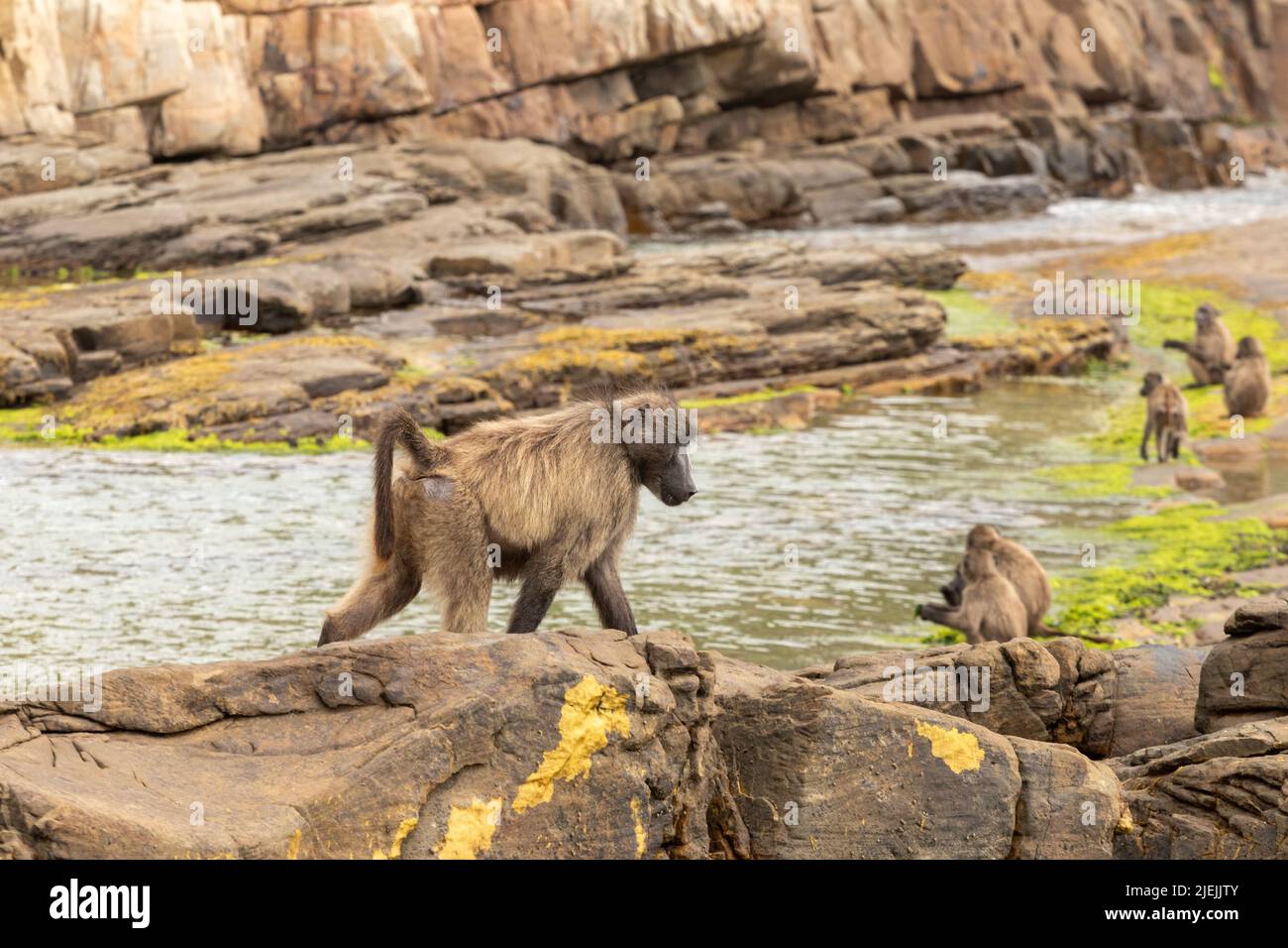 A single baboon walks over the rocky shoreline, while in the distance ...