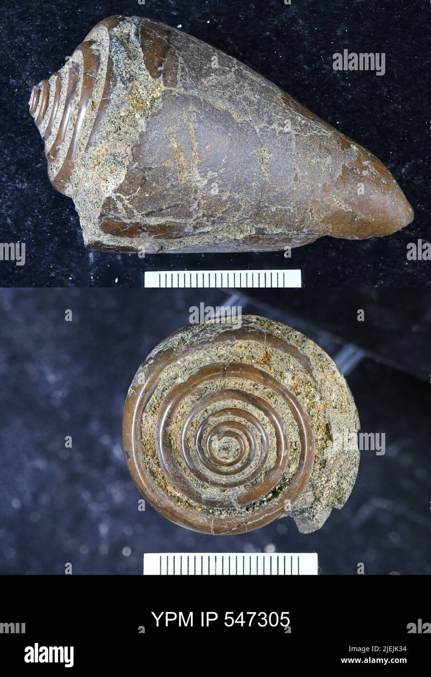 Conidae hi-res stock photography and images - Alamy