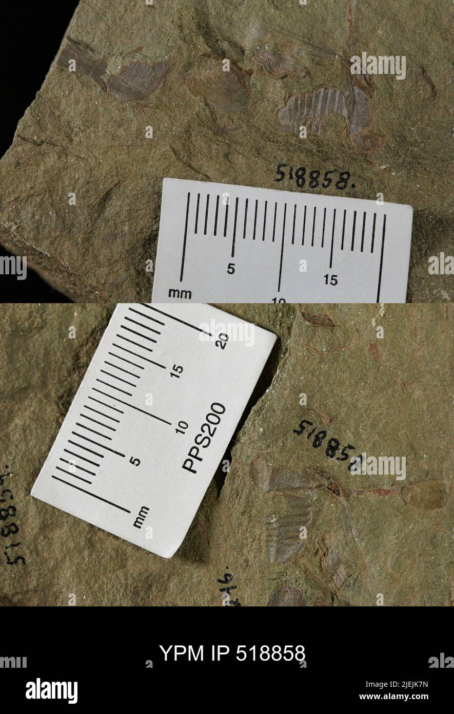 Ampyx sp animalia hi-res stock photography and images - Alamy